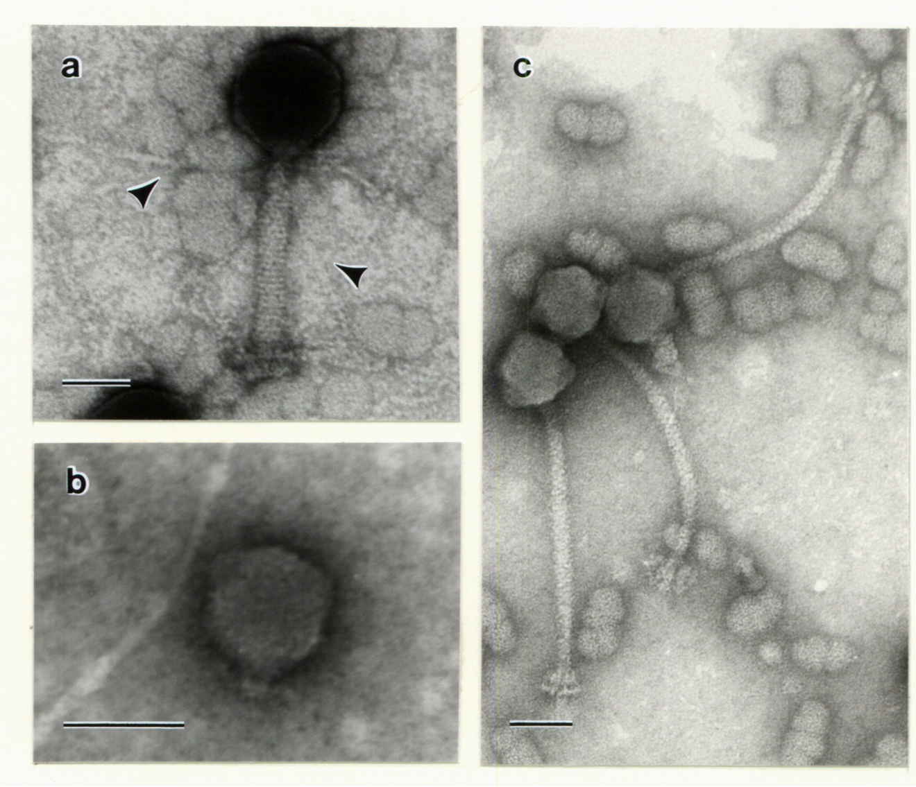 PROFILE: A universe of undiscovered viruses: Inside the Marine Virology ...